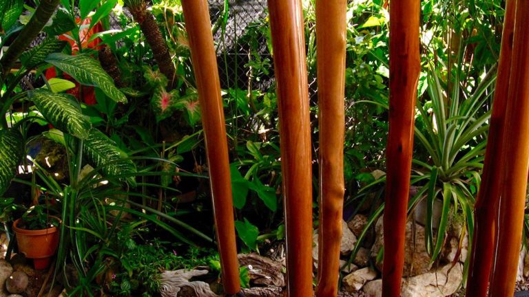 The origins of the didgeridoo: the Aborigines of Australia - Wakademy